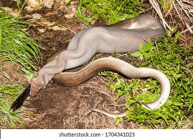 Olive python : 448 images, photos et images vectorielles de stock ...