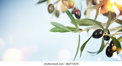 128,208 Olive branch background Images, Stock Photos & Vectors ...