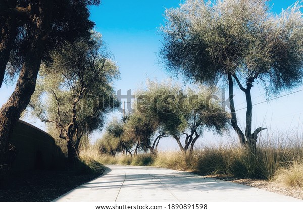 Olive Tree Lined Pathway Middle Day Stock Photo 1890891598 | Shutterstock