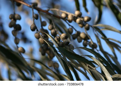 Olive Tree Macro Stock Photo 733806478 | Shutterstock