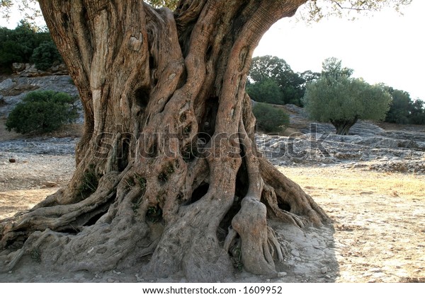 Olive Tree Roots Stock Photo (Edit Now) 1609952