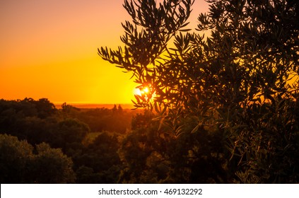 11,482 Olive trees sunset Images, Stock Photos & Vectors | Shutterstock
