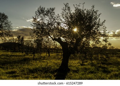 11,482 Olive trees sunset Images, Stock Photos & Vectors | Shutterstock
