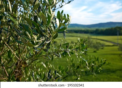 Olive crop Images, Stock Photos & Vectors | Shutterstock