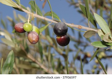 211 Olivetree Images, Stock Photos, 3D objects, & Vectors | Shutterstock
