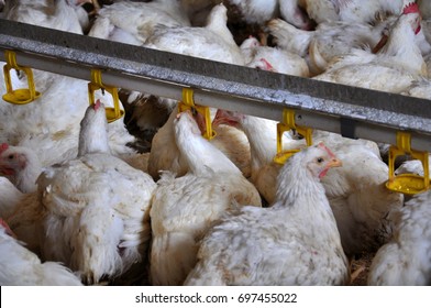 Broiler Chickens On Modern Poultry Farm Foto Stok 636690079 | Shutterstock