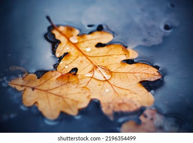 On Surface Dark Puddle Dry Oak Stock Photo 2196354499 | Shutterstock