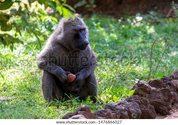 One Baboon Has Found Fruit Nibbles Stock Photo 1476866027 | Shutterstock