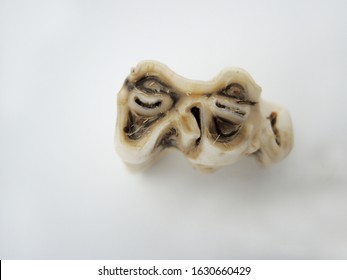 334 Teeth Ruminants Images, Stock Photos & Vectors | Shutterstock