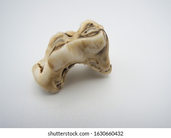 334 Teeth Ruminants Images, Stock Photos & Vectors | Shutterstock