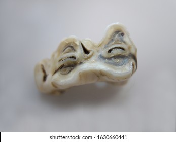 334 Teeth Ruminants Images, Stock Photos & Vectors | Shutterstock