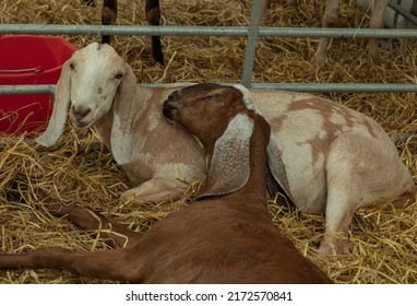 4,672 Laying goat Images, Stock Photos & Vectors | Shutterstock