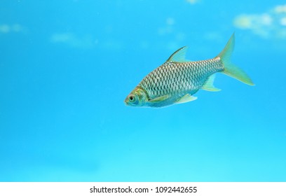 494 Java barb fish Images, Stock Photos & Vectors | Shutterstock
