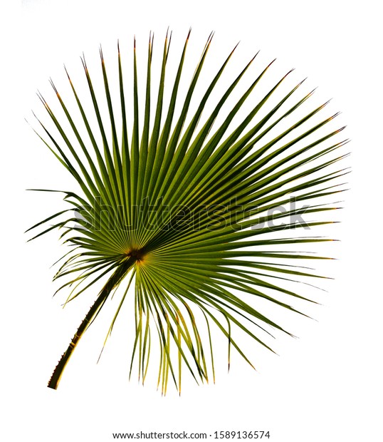 One Large Leaf Palm Tree On Stock Photo 1589136574 | Shutterstock