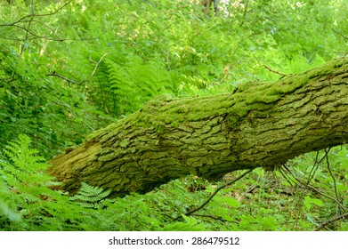 473 Coarse vegetation Images, Stock Photos & Vectors | Shutterstock