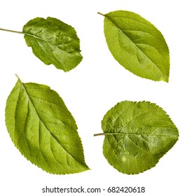 Kollektion grüner Apfelblatt-Beschneidungspfad. Apfelblatt einzeln auf ...