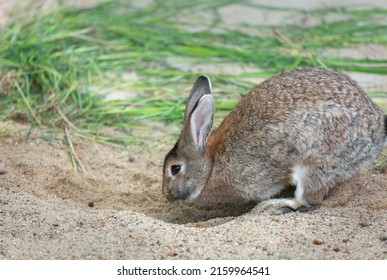 1,636 Digging ear Images, Stock Photos & Vectors | Shutterstock