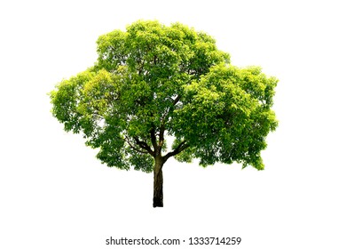 One Mediumsized Tree Large Leafy Shrubs Stock Photo 1333714259 ...
