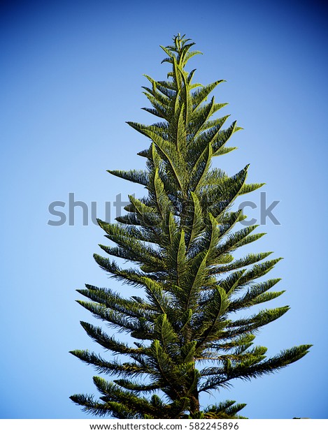 One Pine Tree Alone Sky Background Stock Photo (Edit Now) 582245896