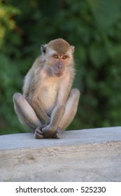 One Posing Monkey Stock Photo 525230 | Shutterstock