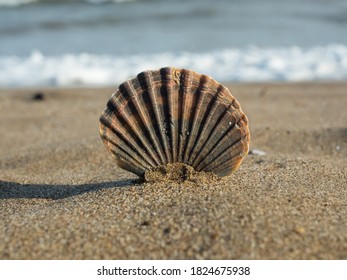 One Shell Beach Stock Photo 1824675938 | Shutterstock