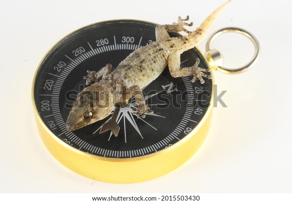 One Small Gecko Lizard Compass On Stock Photo 2015503430 | Shutterstock