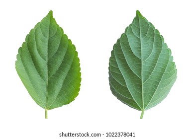 301,506 Back of leaf Images, Stock Photos & Vectors | Shutterstock