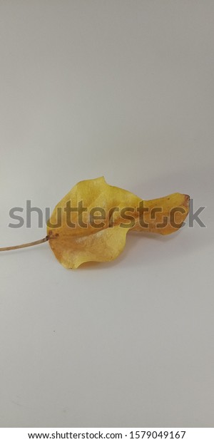One Yellow Leaf Found On White Stock Photo 1579049167 | Shutterstock