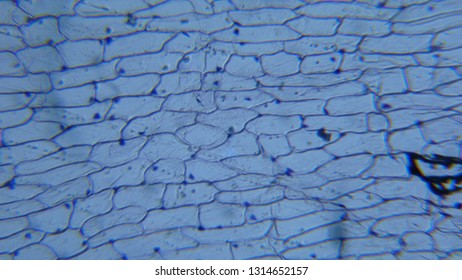 Epidermis Onion Under Microscope Stock Photo (Edit Now) 1954122091
