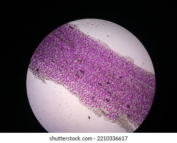 Onion Epidermal Cell Under Microscope Stock Photo 2210336617 | Shutterstock
