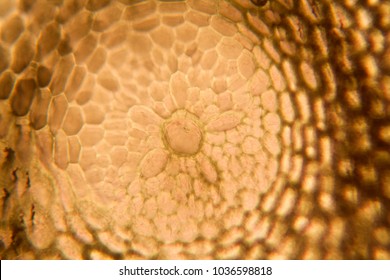 Onion Root Cells Microscope Stock Photo 1036598818 | Shutterstock