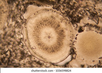 Onion Root Cells Microscope Stock Photo 1036598824 | Shutterstock