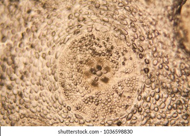 Onion Root Cells Microscope Stock Photo (Edit Now) 1036598830