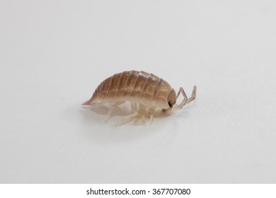 Oniscidea Stock Photo 367707080 | Shutterstock