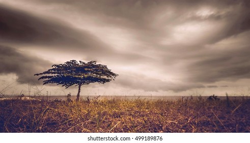 Im Only Tree Stock Photo 499189876 | Shutterstock