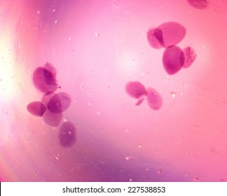 1,347 Animal blood cells microscope Images, Stock Photos & Vectors ...