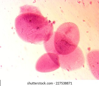 1,347 Animal blood cells microscope Images, Stock Photos & Vectors ...