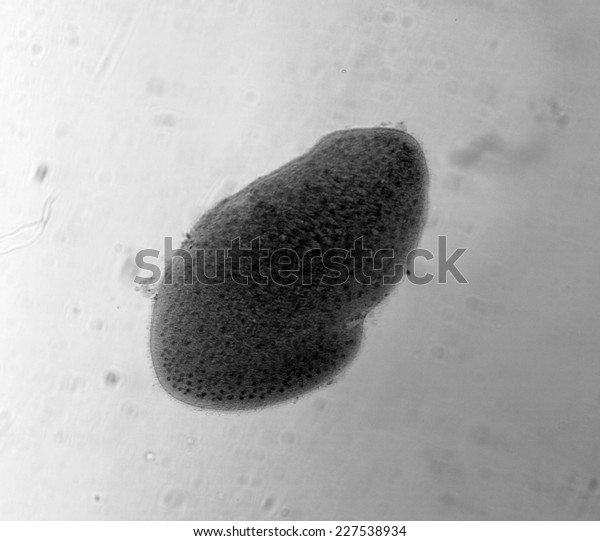 Opalina ranarum - permanent slide plate under high magnification