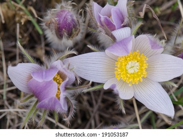 1,117 Saskatchewan flowers Images, Stock Photos & Vectors | Shutterstock