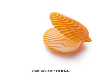 Open Empty Scallop Shell Stock Photo 145488253 | Shutterstock
