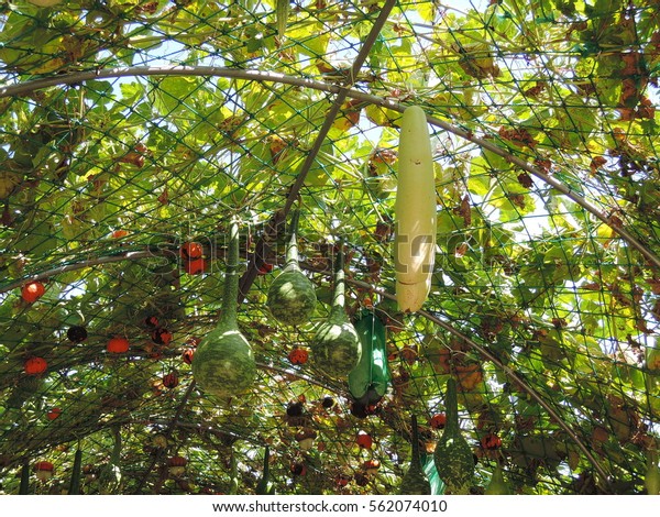 Open Fruit Stock Photo 562074010 | Shutterstock