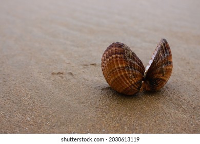 282 Butterfly clam Images, Stock Photos & Vectors | Shutterstock
