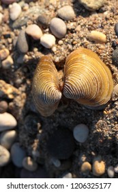 Open Shell Stock Photo 1206325177 | Shutterstock