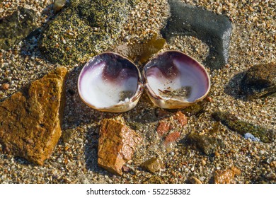 Open Shell Stock Photo 552258382 | Shutterstock