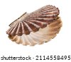 120,008 Conch Shell Royalty-Free Photos and Stock Images | Shutterstock