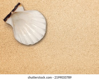 Open Shell Great Scallop Shellfish Edible Stock Photo 2199033789 ...
