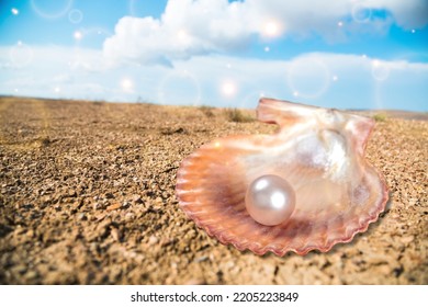 Open Shell Great Scallop Shellfish Edible Stock Photo 2205223849 ...
