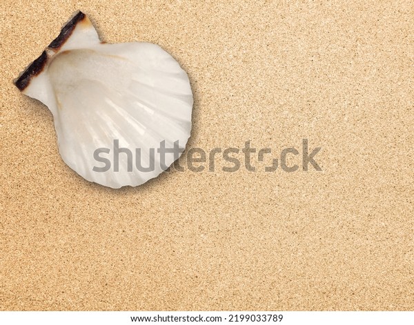 Open Shell Great Scallop Shellfish Edible Stock Photo 2199033789 ...