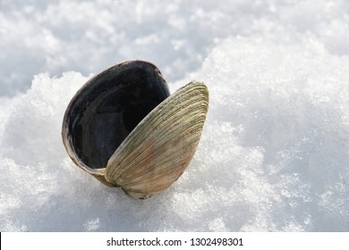 9 Thick trough shell Images, Stock Photos & Vectors | Shutterstock