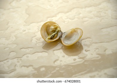 Opened Clam Shell Fish Stock Photo (Edit Now) 674028016